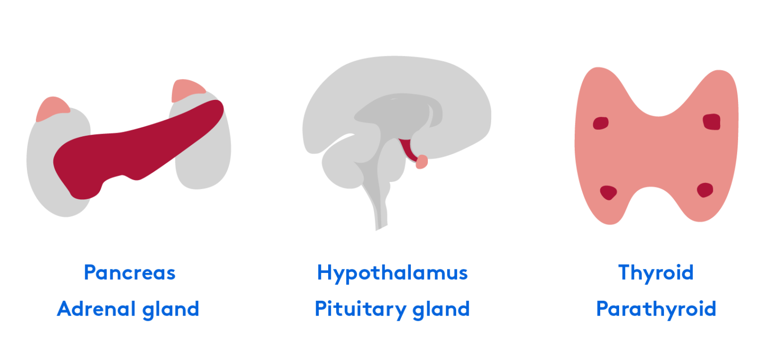 Endocrine System (Part 2): Reproductive Hormones – The MCAT Webinar