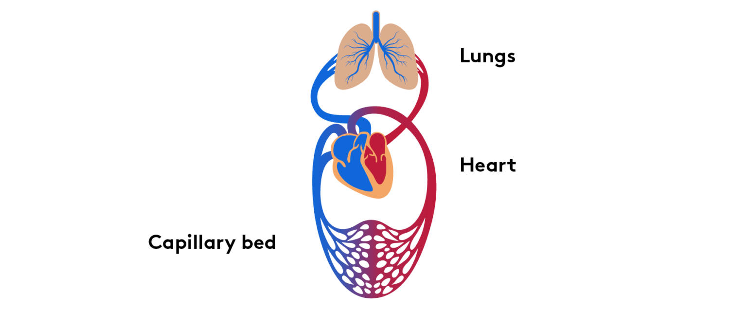 Endocrine System (Part 1): Hormones – The MCAT Webinar